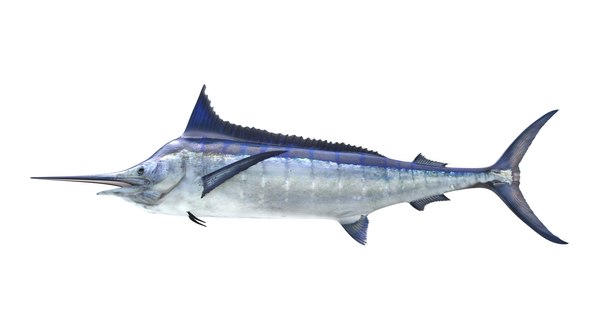 3d blue marlin