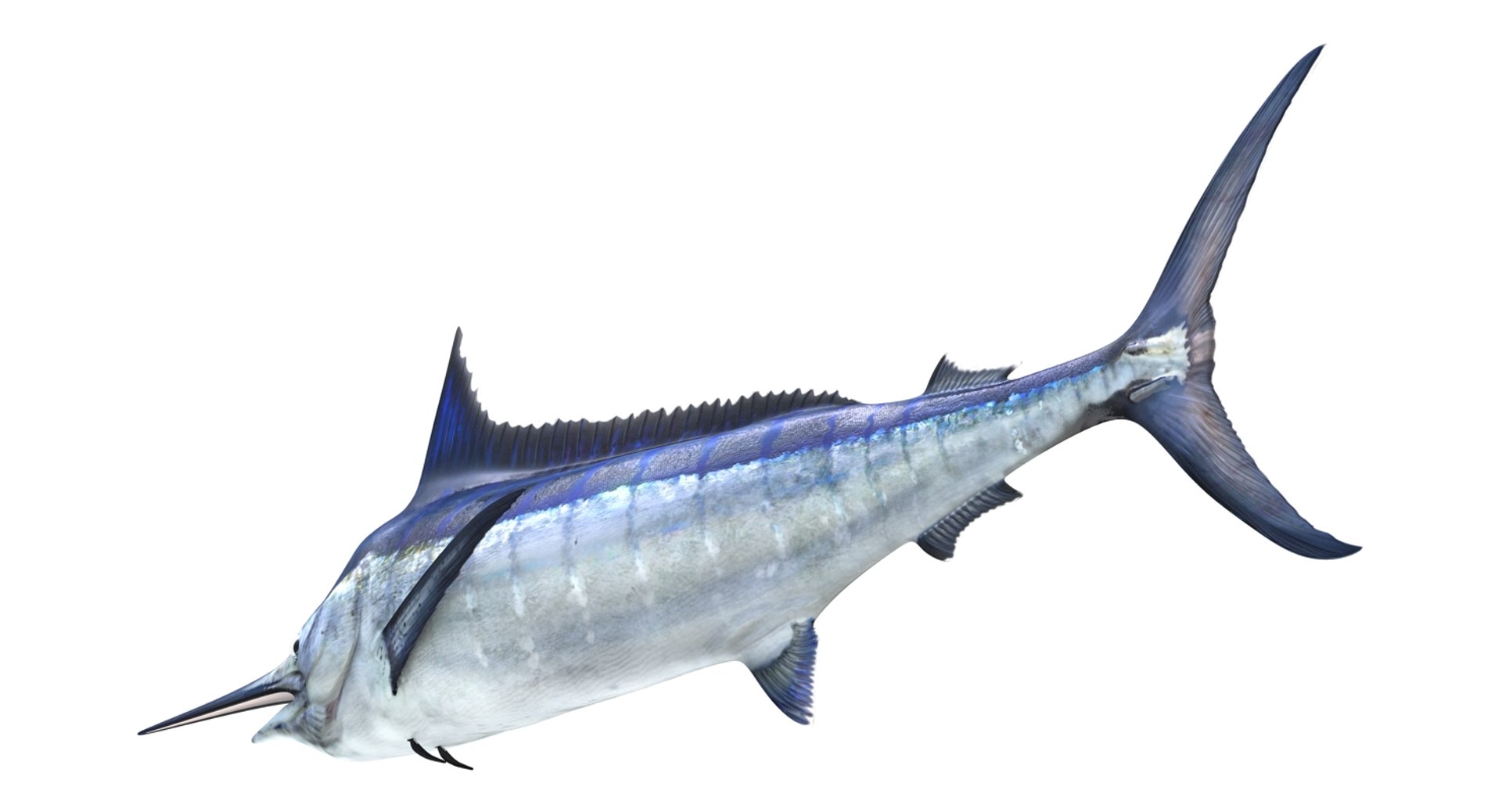 3d blue marlin
