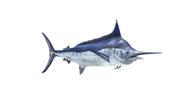 3d blue marlin