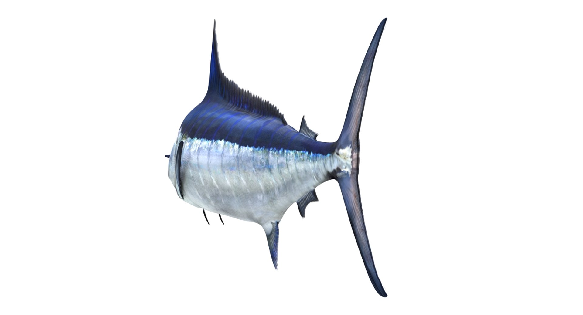 3d blue marlin