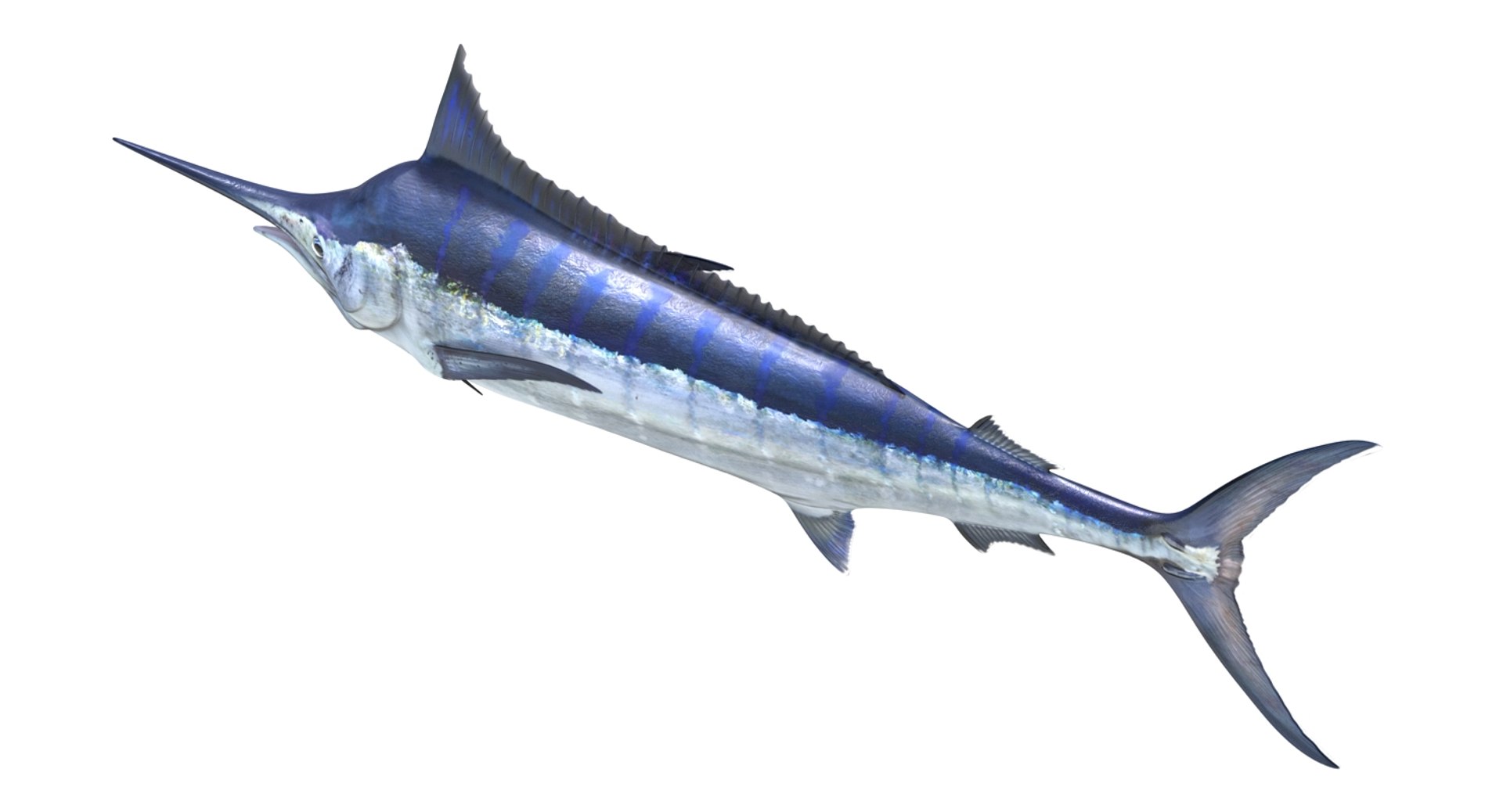 3d blue marlin