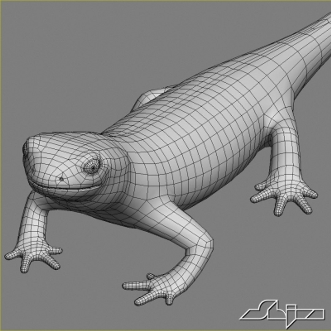 3d Salamander Lizard Model