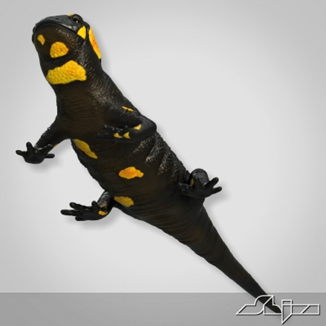3d Salamander Lizard Model