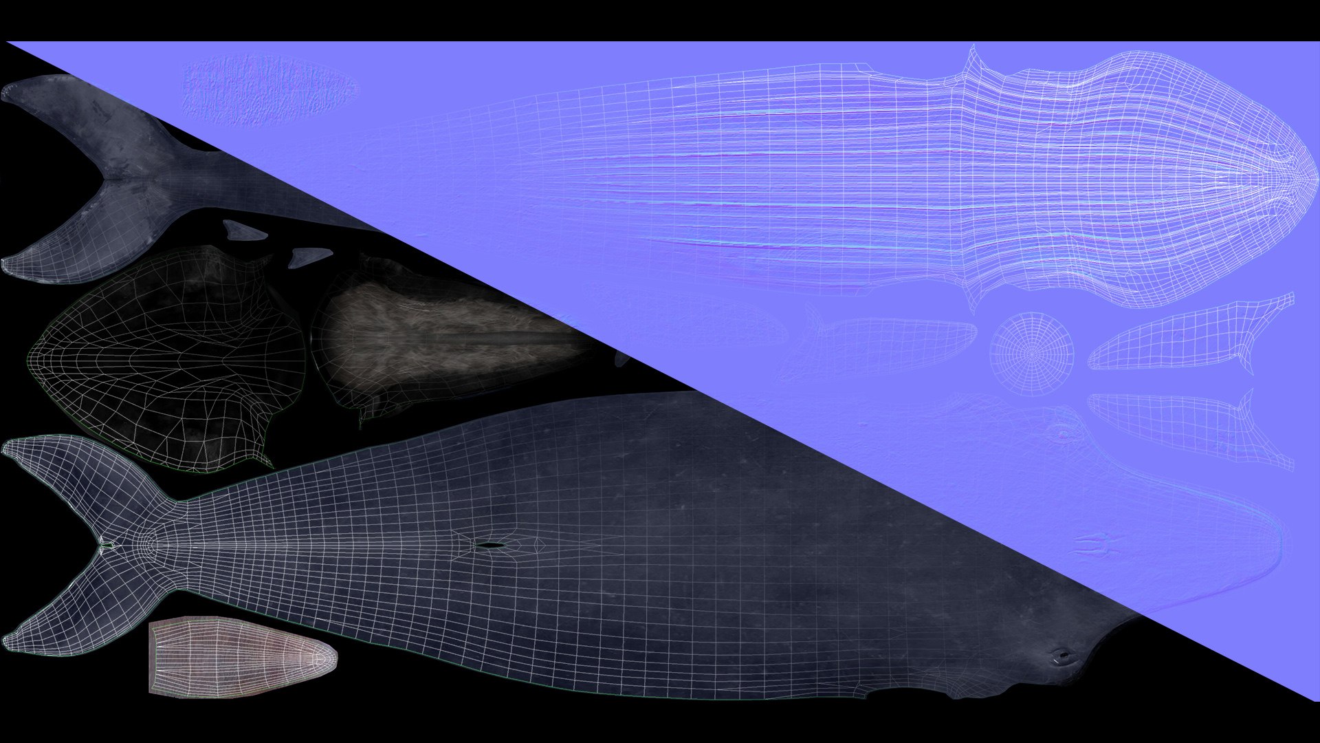3D blue whale - TurboSquid 1404714