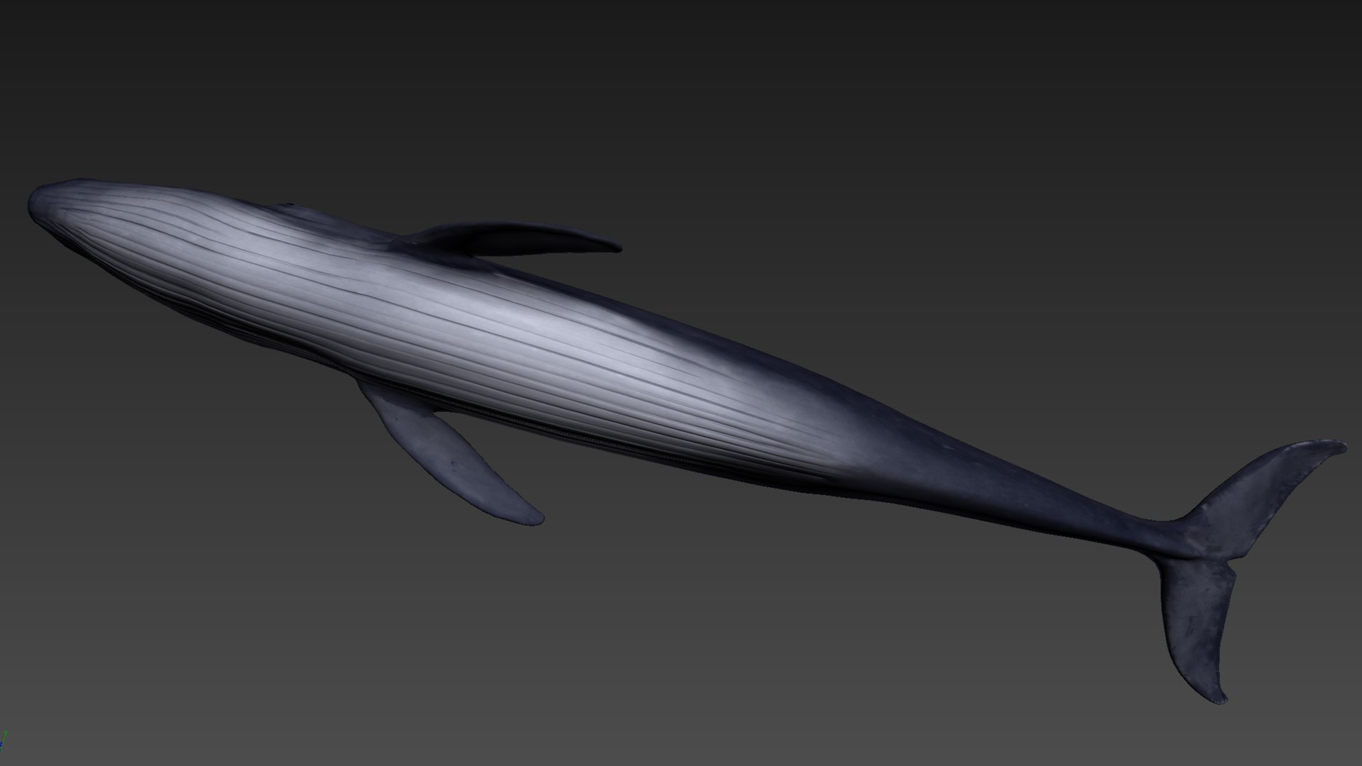3D blue whale - TurboSquid 1404714