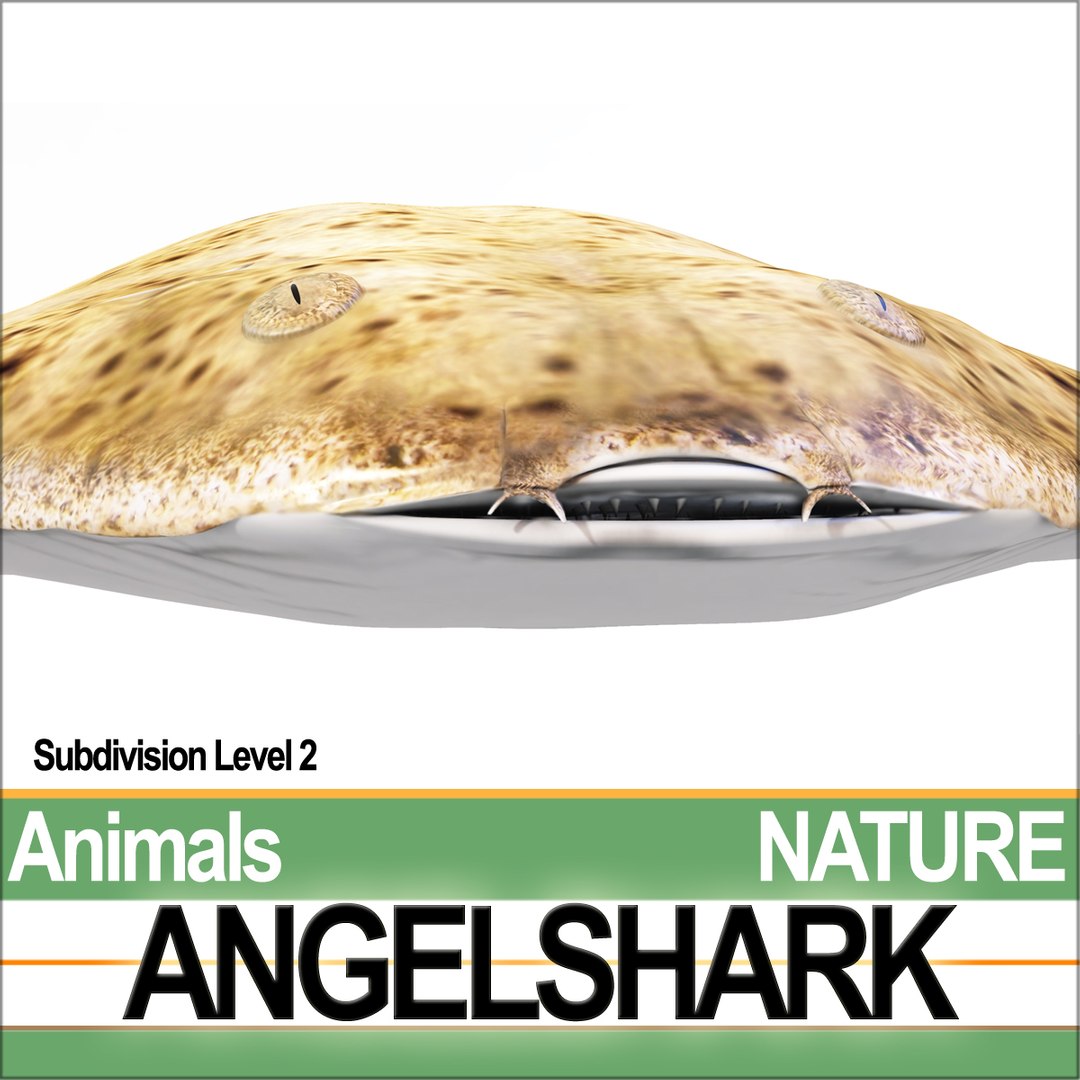 3ds Angelshark Squatina