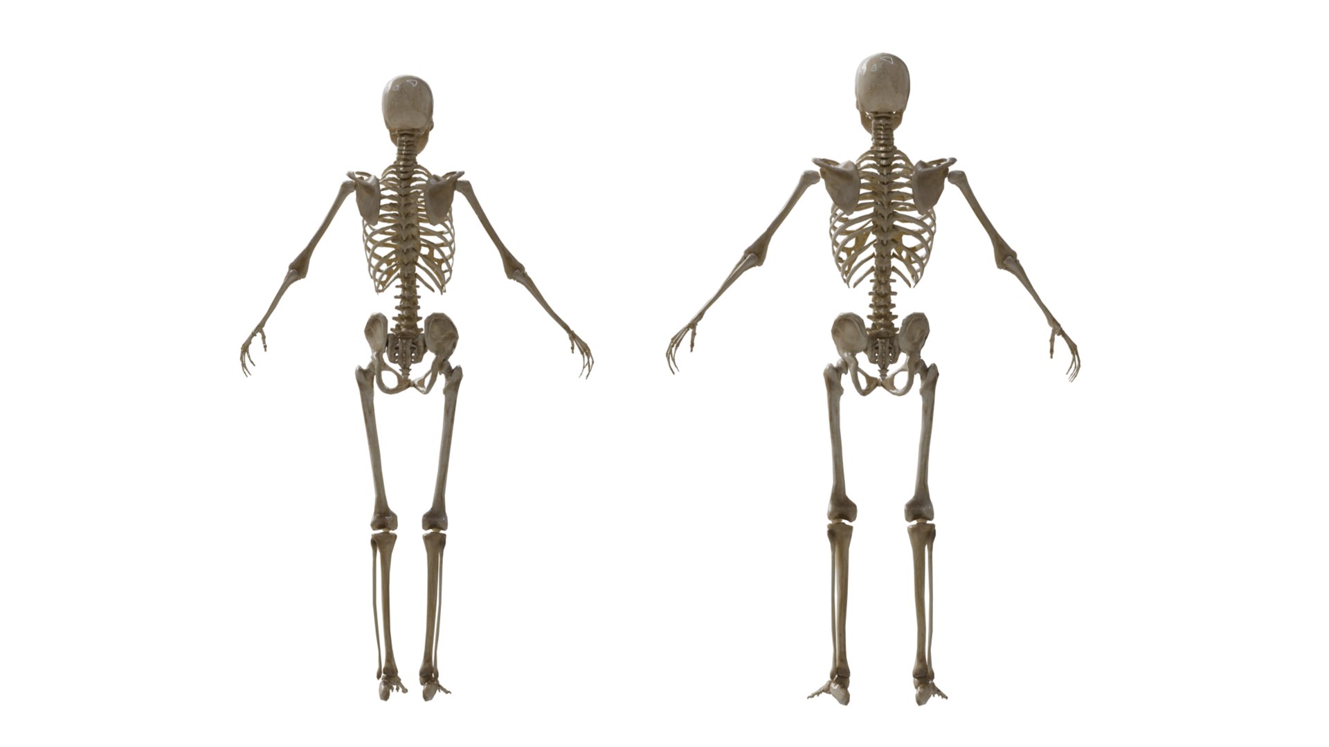 3D Human Skeleton - TurboSquid 2255171