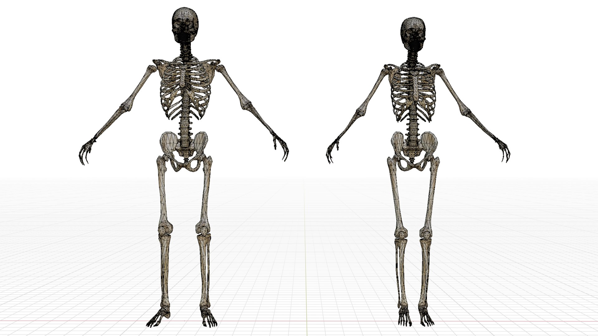 3D Human Skeleton - TurboSquid 2255171