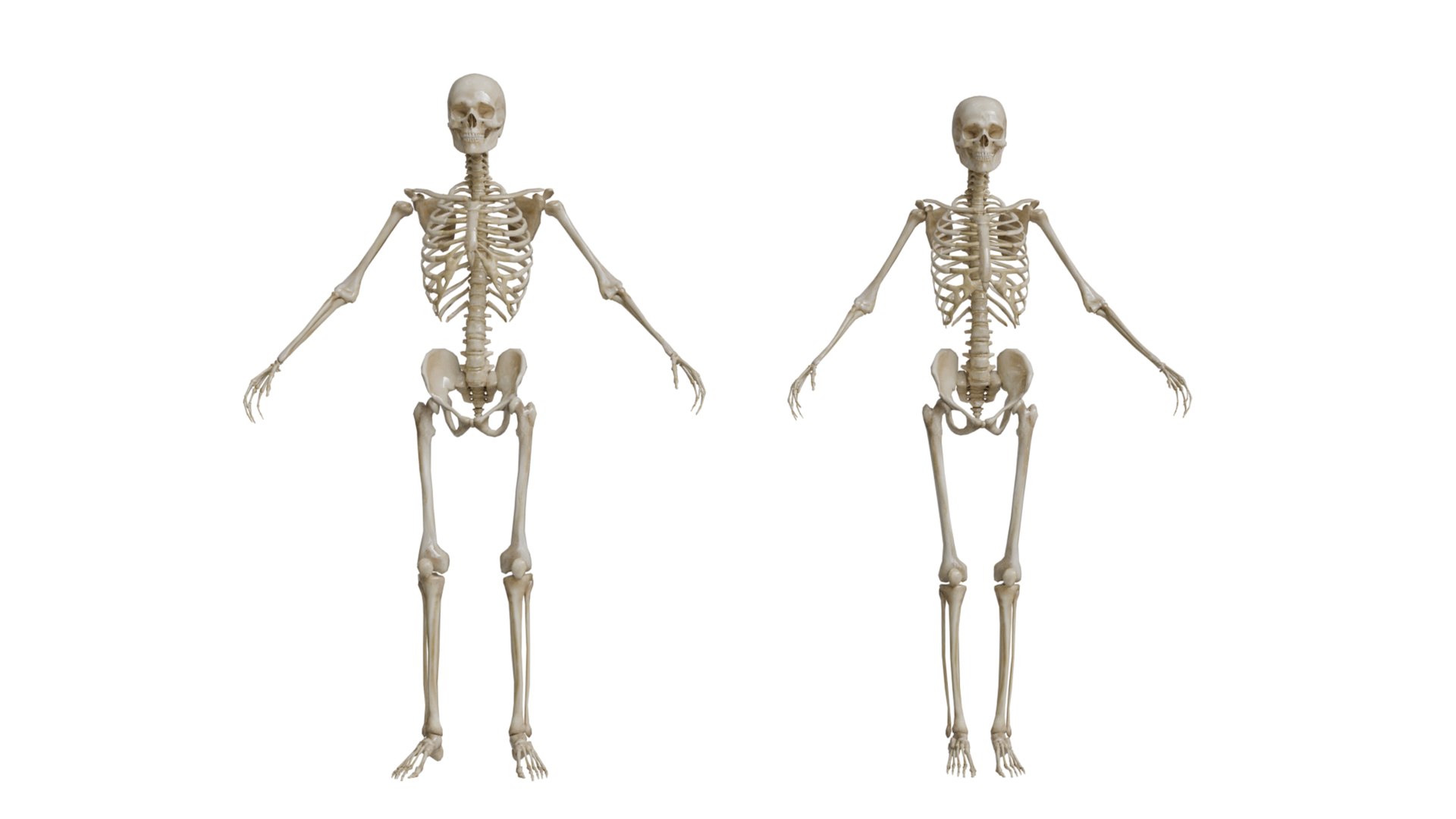 3D Human Skeleton - TurboSquid 2255171