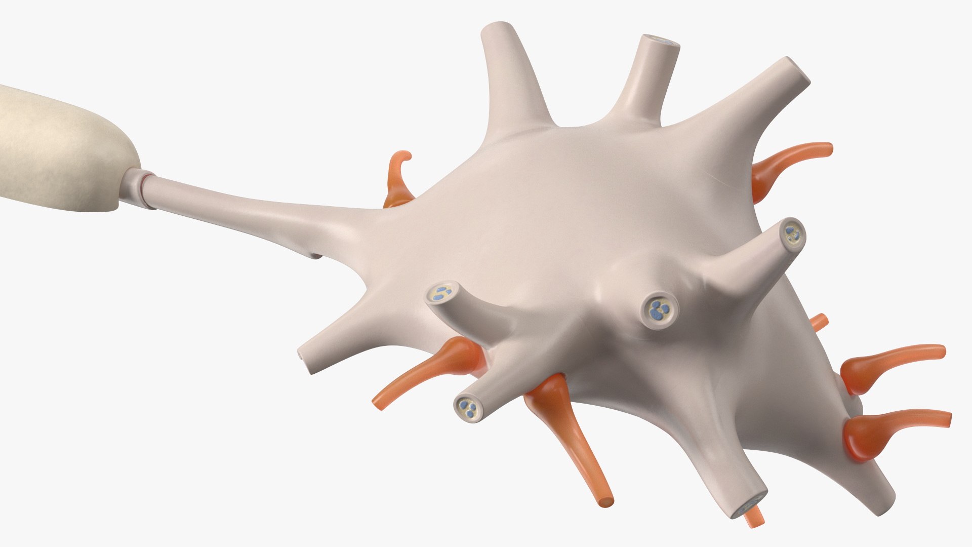 Human Brain Neuron Cross-Section Plastic 3D model - TurboSquid 2059379