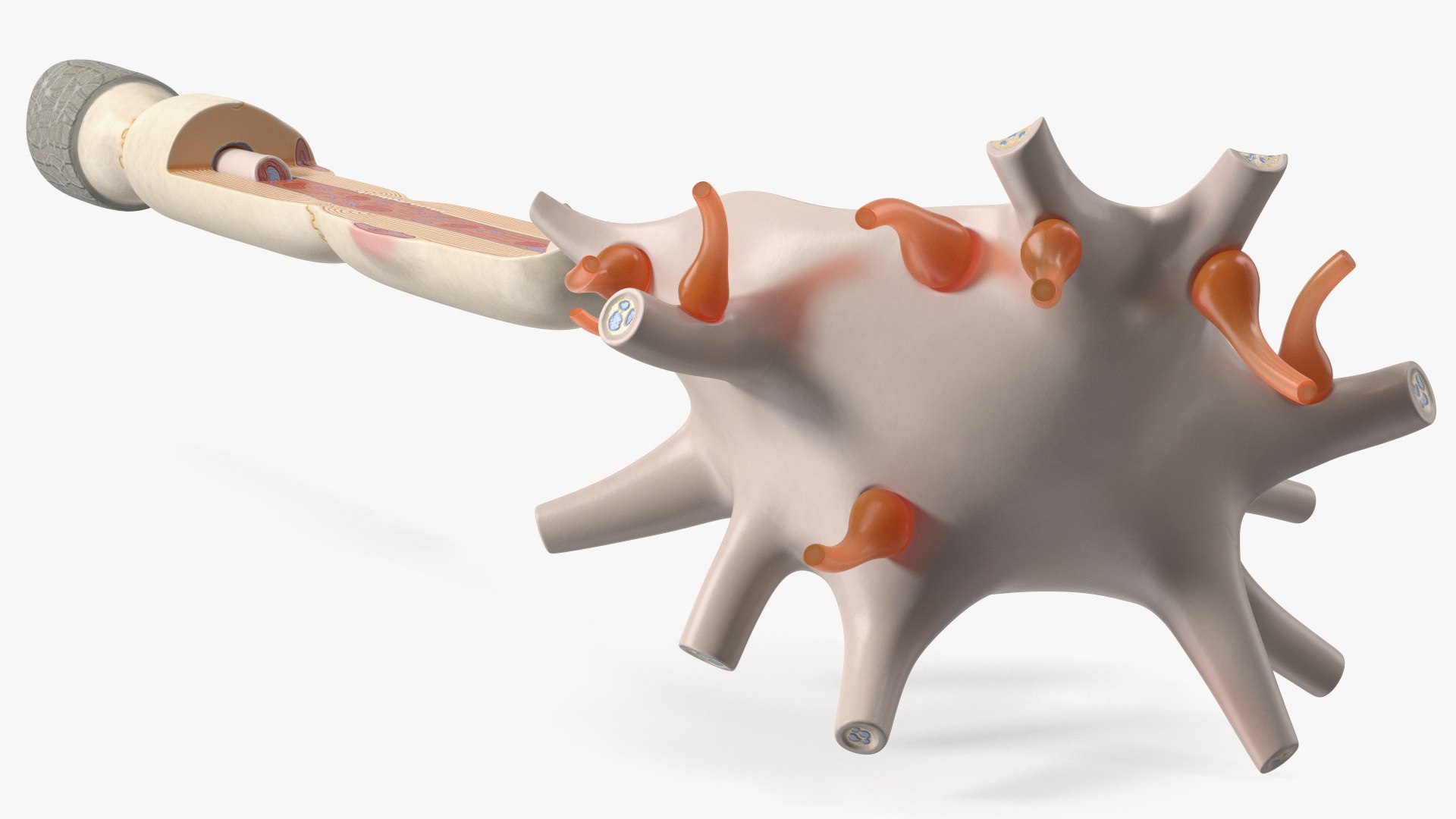 Human Brain Neuron Cross-Section Plastic 3D model - TurboSquid 2059379