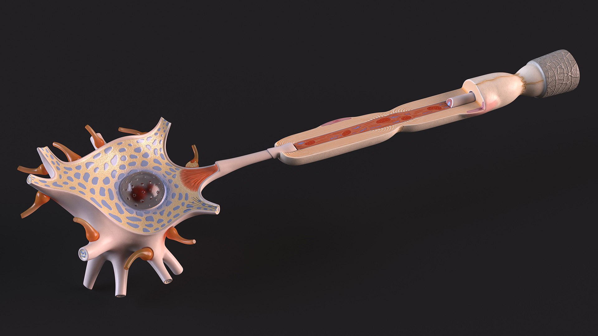 Human Brain Neuron Cross-Section Plastic 3D model - TurboSquid 2059379