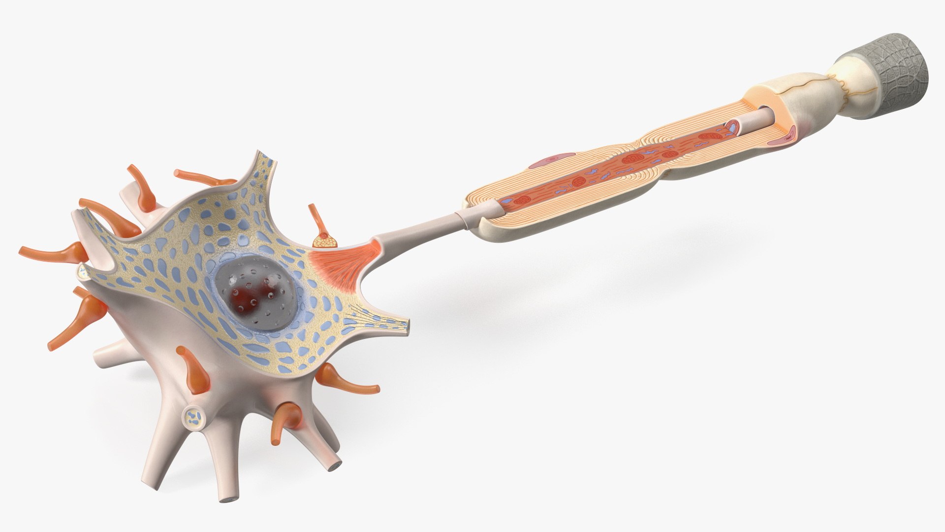 Human Brain Neuron Cross-Section Plastic 3D model - TurboSquid 2059379