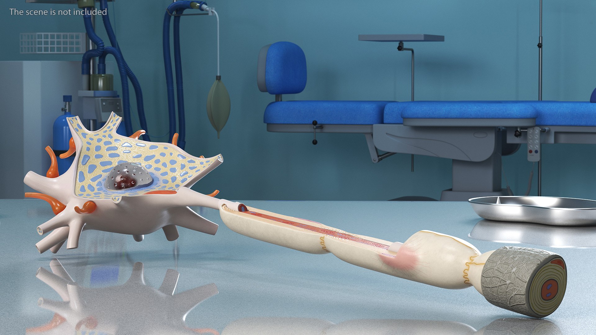 Human Brain Neuron Cross-Section Plastic 3D Model - TurboSquid 2059379