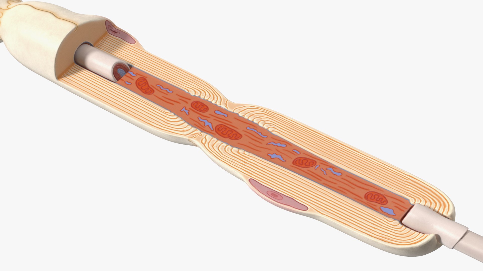Human Brain Neuron Cross-Section Plastic 3D model - TurboSquid 2059379