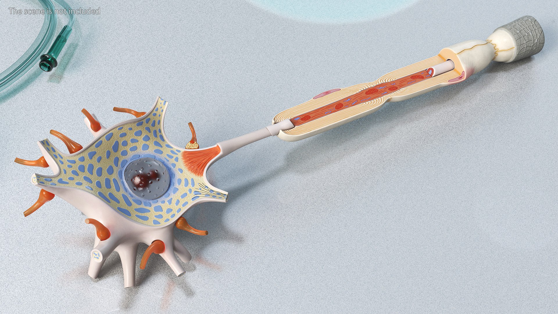 Human Brain Neuron Cross-Section Plastic 3D model - TurboSquid 2059379