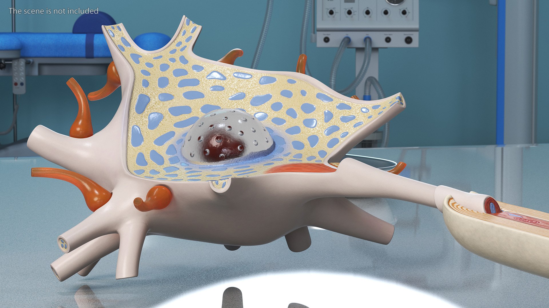 Human Brain Neuron Cross-Section Plastic 3D Model - TurboSquid 2059379