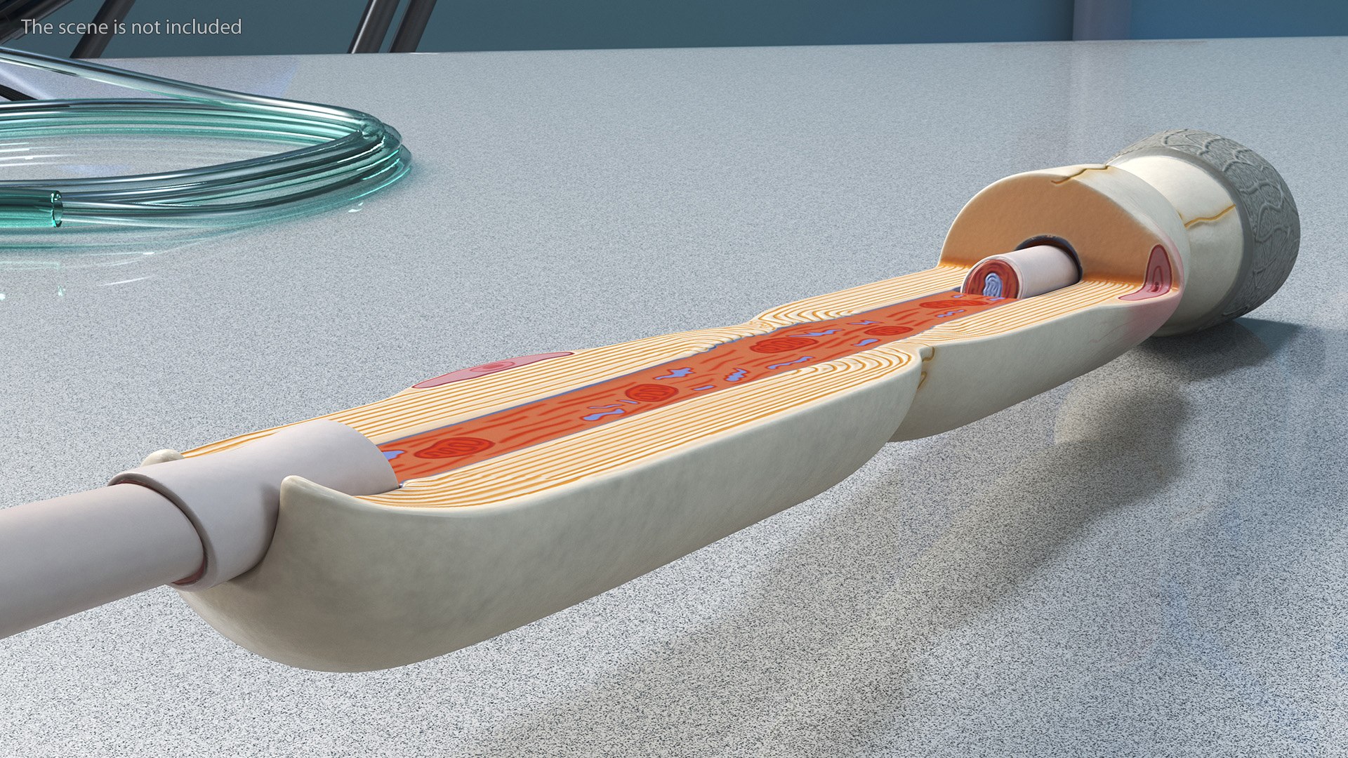 Human Brain Neuron Cross-Section Plastic 3D model - TurboSquid 2059379