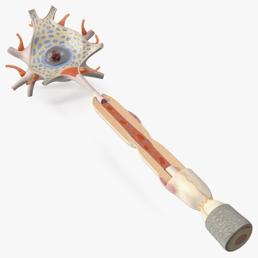 Human Brain Neuron Cross-Section Plastic 3D model - TurboSquid 2059379