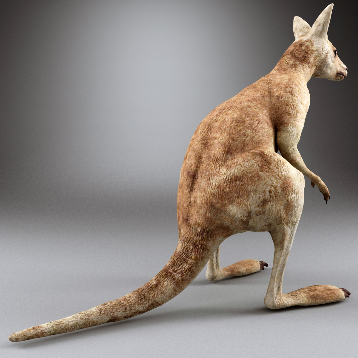 3d kangaroo modelled model