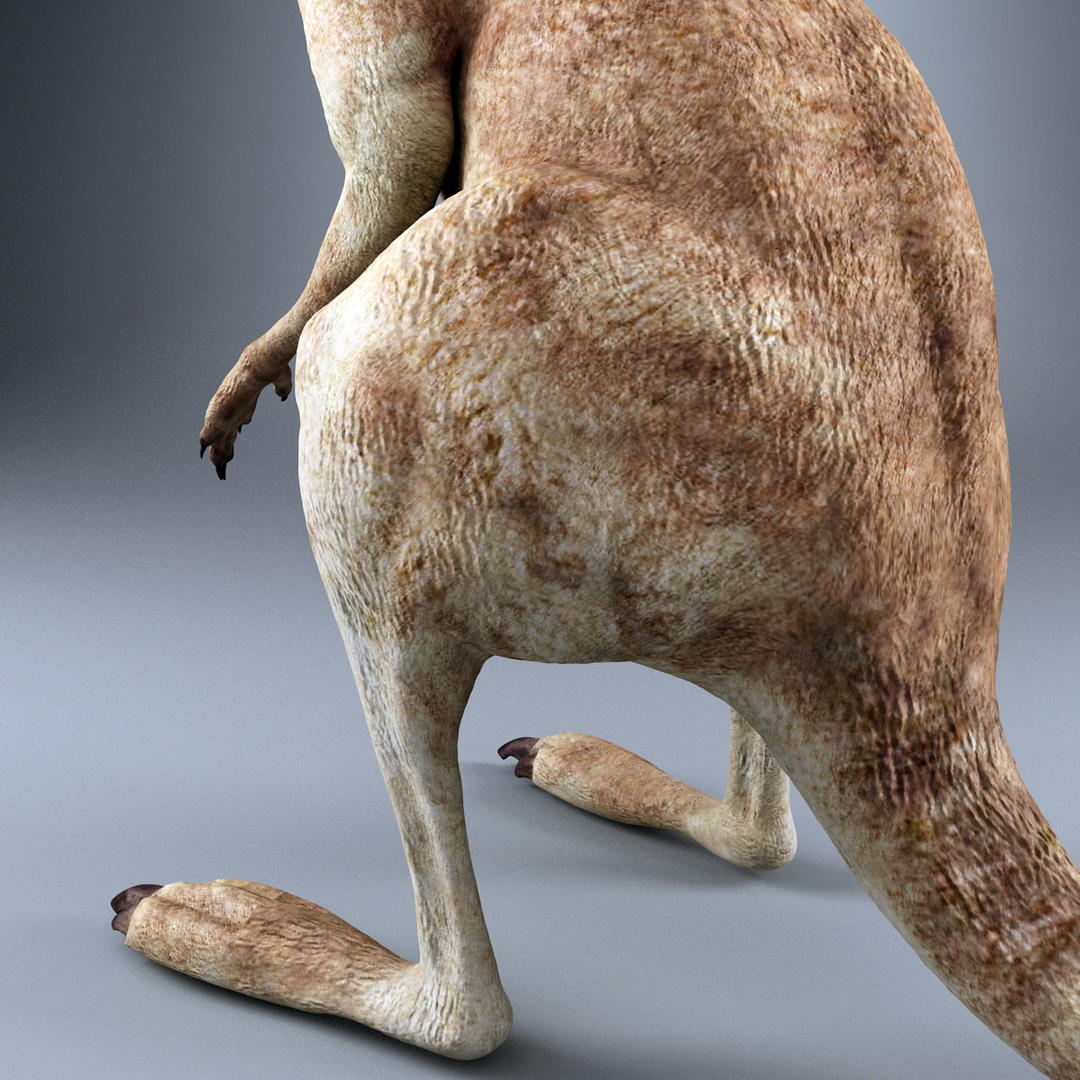 3d kangaroo modelled model