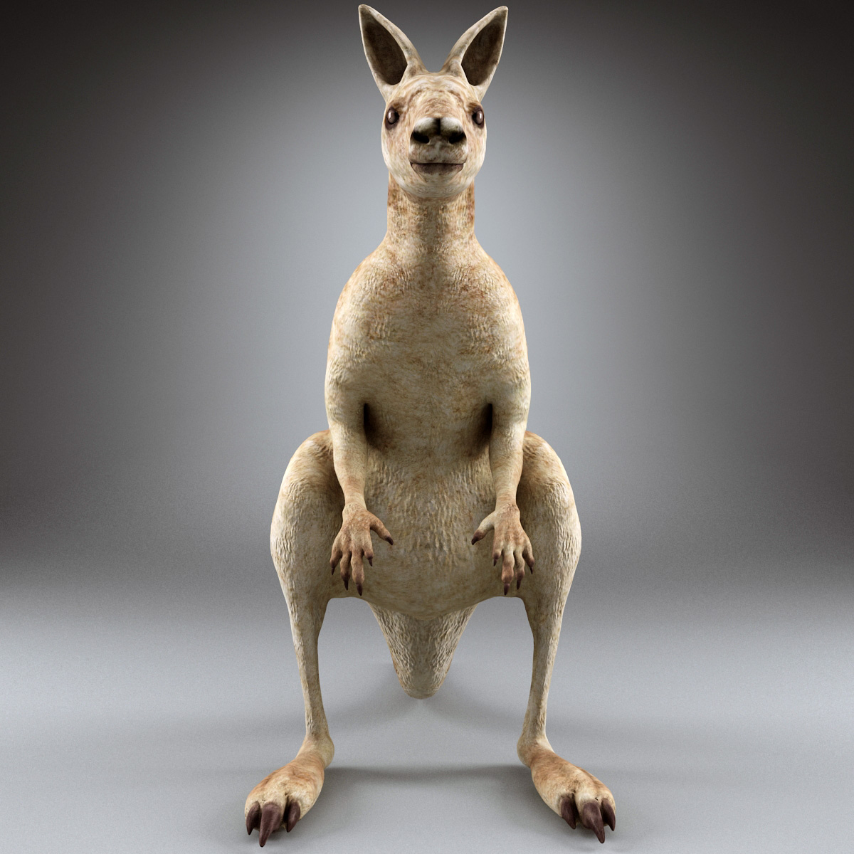 3d kangaroo modelled model