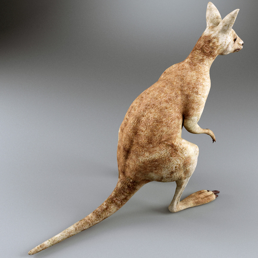 3d kangaroo modelled model