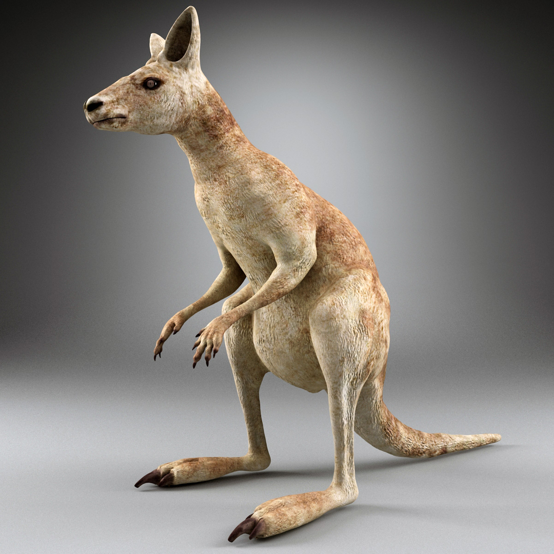 3d kangaroo modelled model