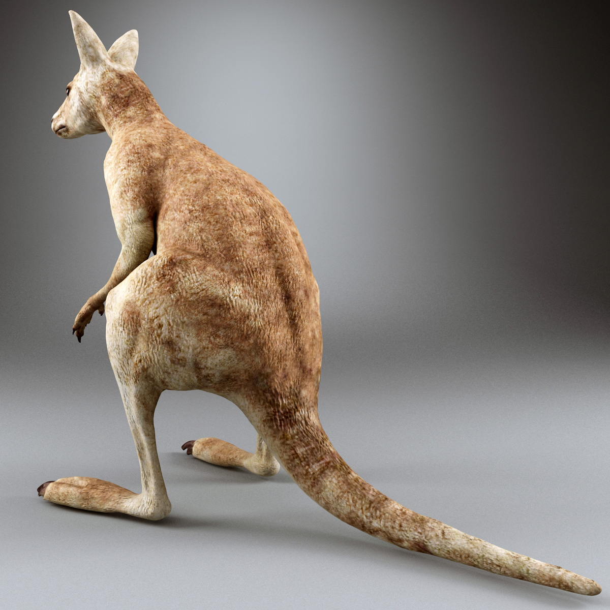 3d kangaroo modelled model