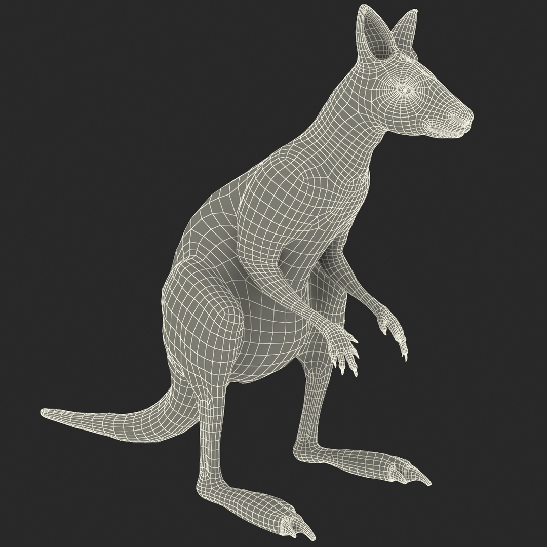 3d kangaroo modelled model