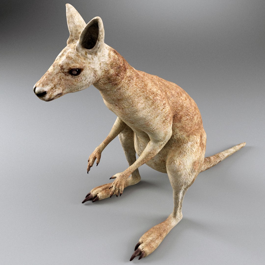 3d Kangaroo Modelled Model