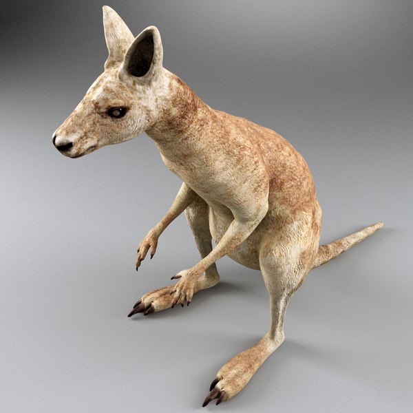 3d kangaroo modelled model