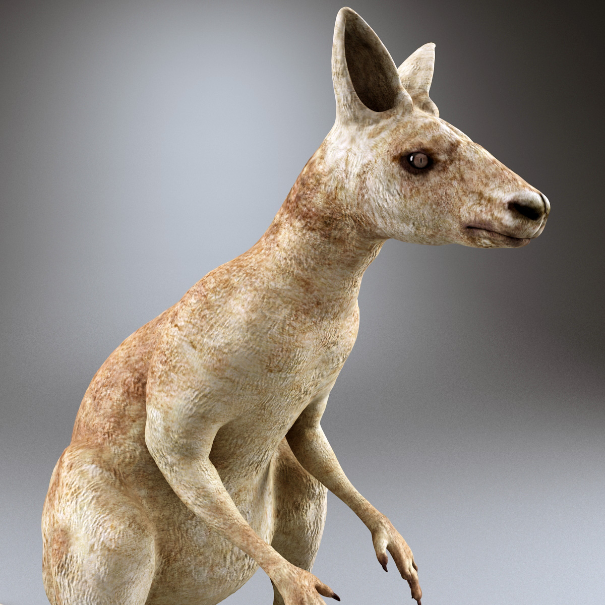 3d kangaroo modelled model