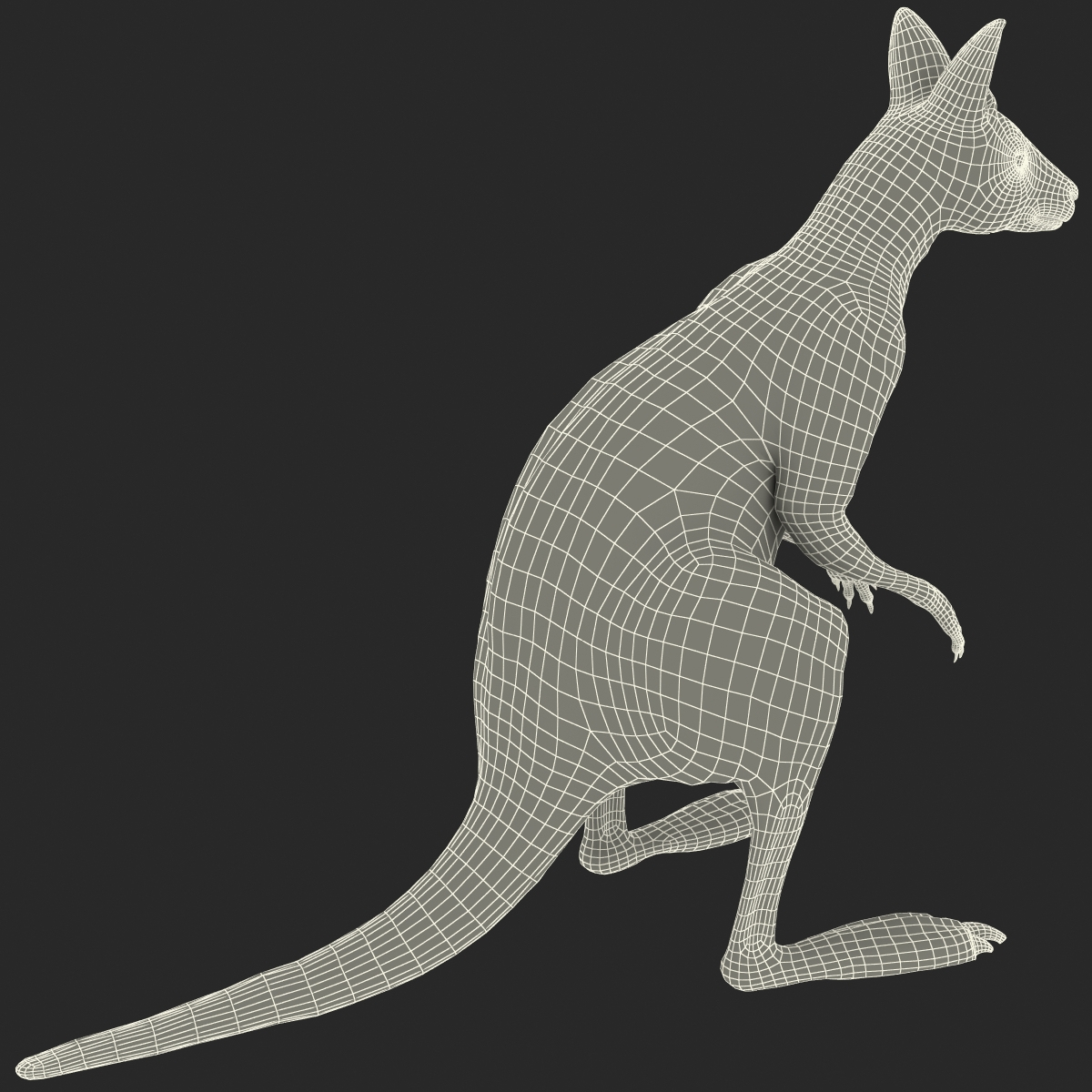 3d kangaroo modelled model