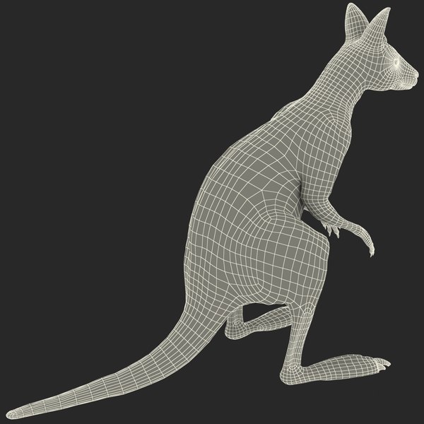 3d kangaroo modelled model