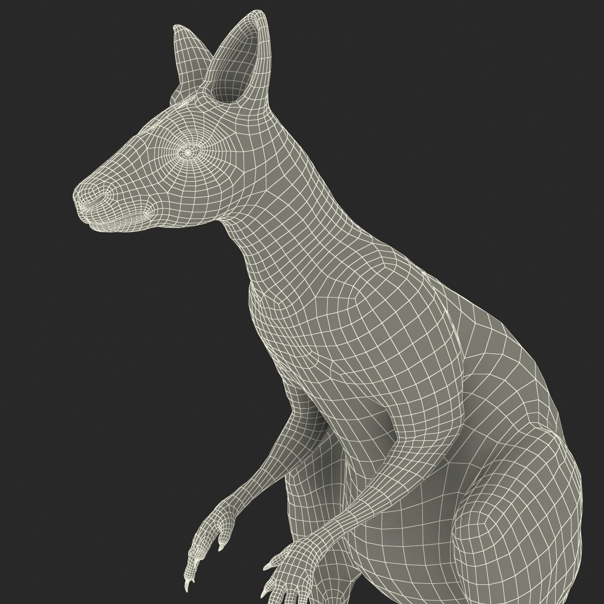 3d kangaroo modelled model
