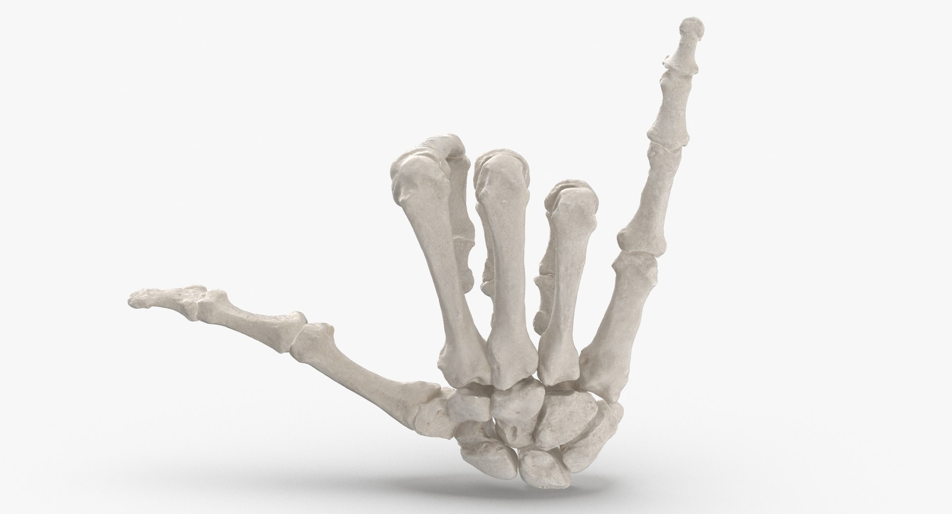 3D Real Human Hand Bones - TurboSquid 1614331