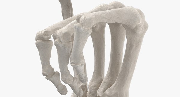 3D real human hand bones - TurboSquid 1614331