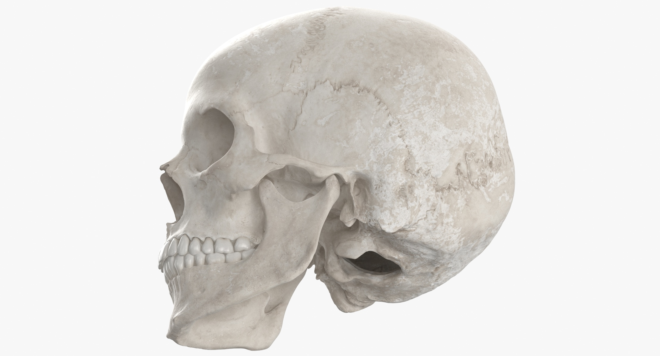 modelo 3d Cráneo de mujer humana real Cranial 01 con dientes blancos ...