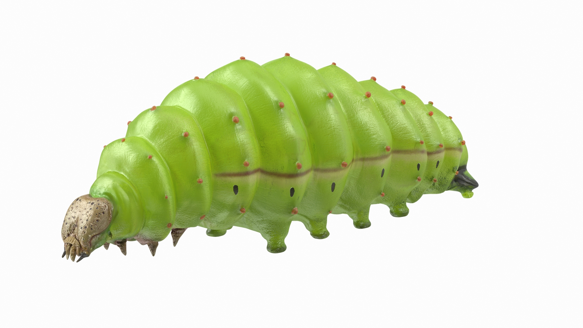 green silk worm