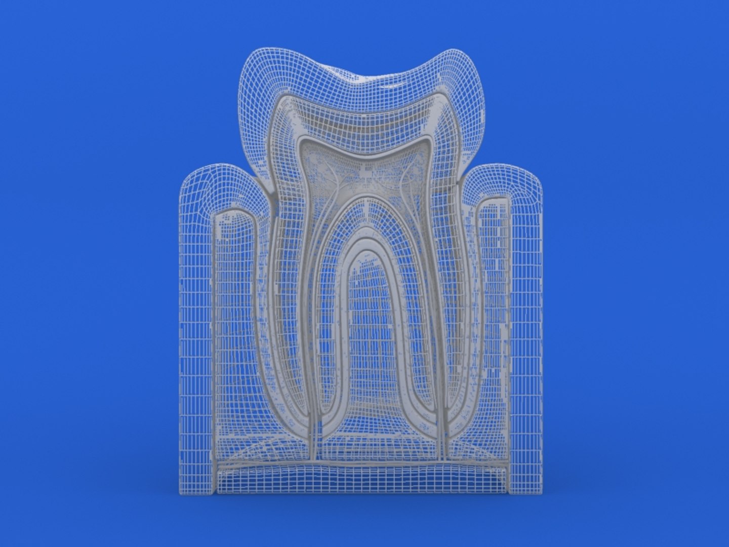 Tooth Cutaway 3d Model