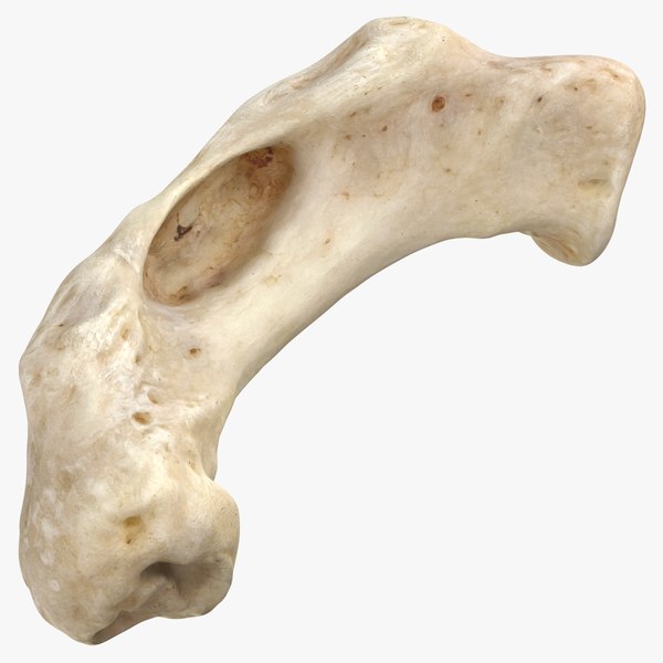 Domestic Dog Hyoid Apparatus Basihyoid Bone 01 Model 3D - TurboSquid ...