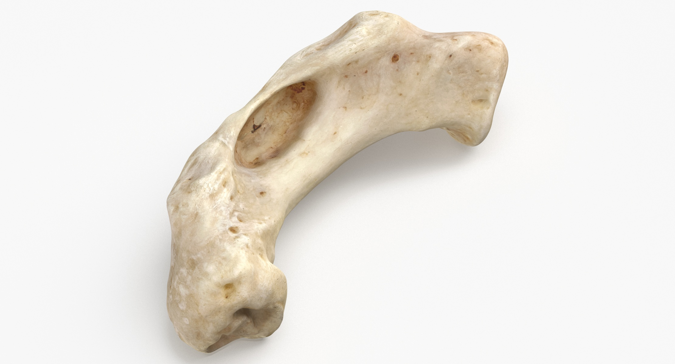 modelo 3d Domestic Dog Hyoid Apparatus Basihyoid Bone 01 - TurboSquid ...