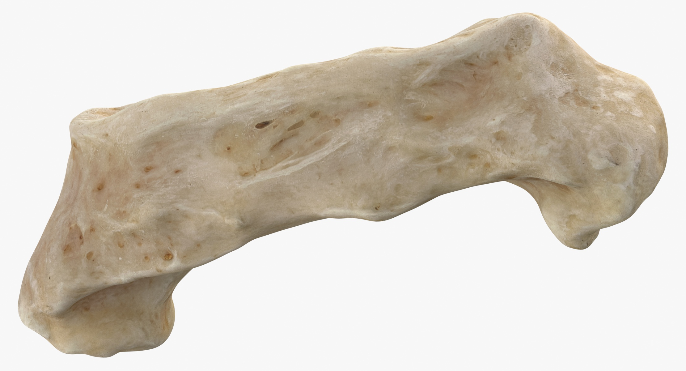 modelo 3d Domestic Dog Hyoid Apparatus Basihyoid Bone 01 - TurboSquid ...