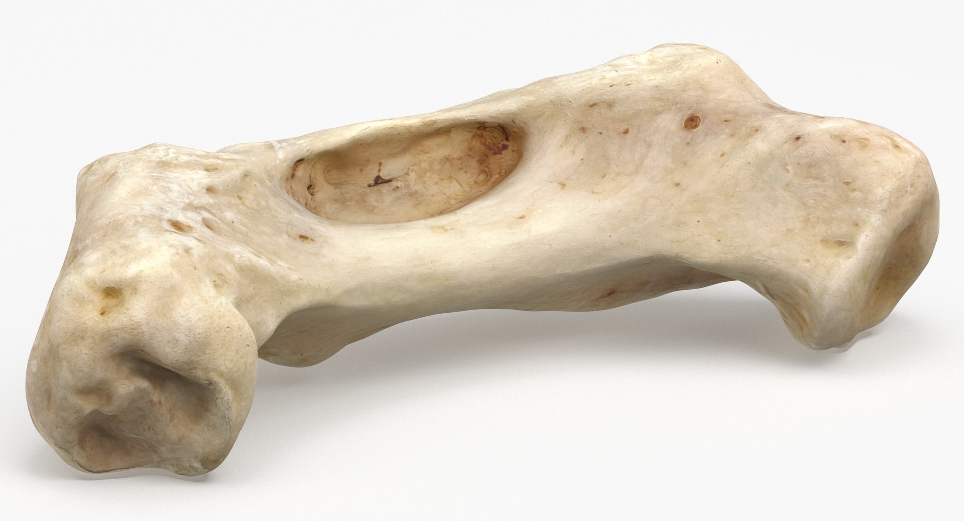 3D Domestic Dog Hyoid Apparatus Basihyoid Bone 01 Model - TurboSquid ...