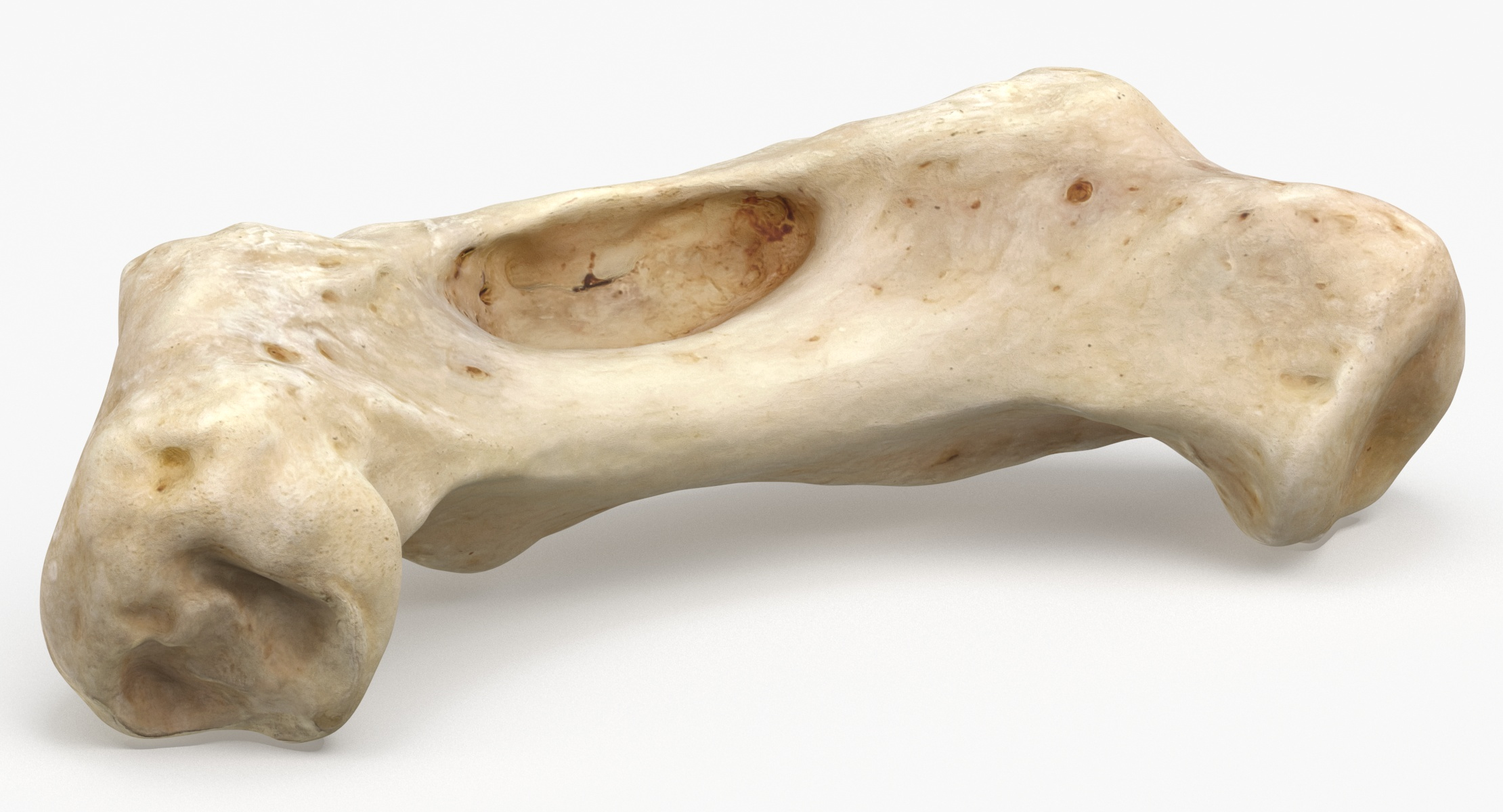 modelo 3d Domestic Dog Hyoid Apparatus Basihyoid Bone 01 - TurboSquid ...