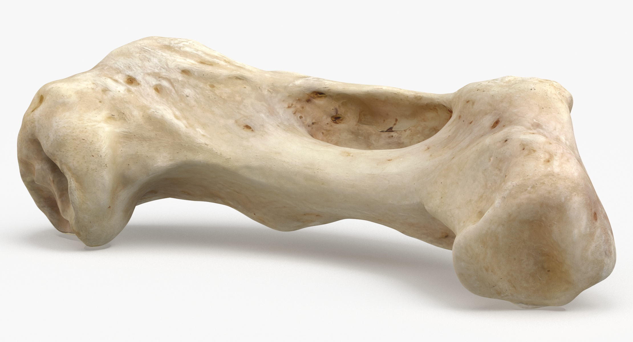 modelo 3d Domestic Dog Hyoid Apparatus Basihyoid Bone 01 - TurboSquid ...