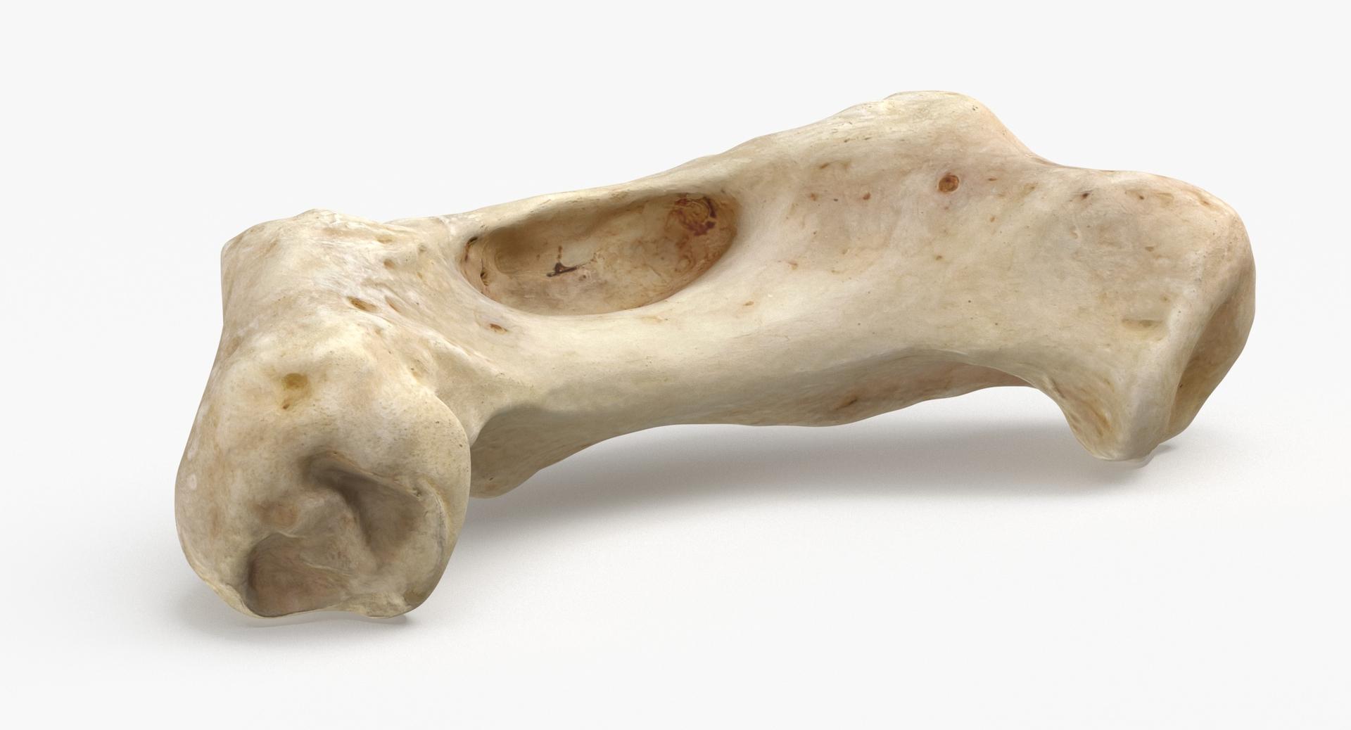 3D Domestic Dog Hyoid Apparatus Basihyoid Bone 01 Model - TurboSquid ...