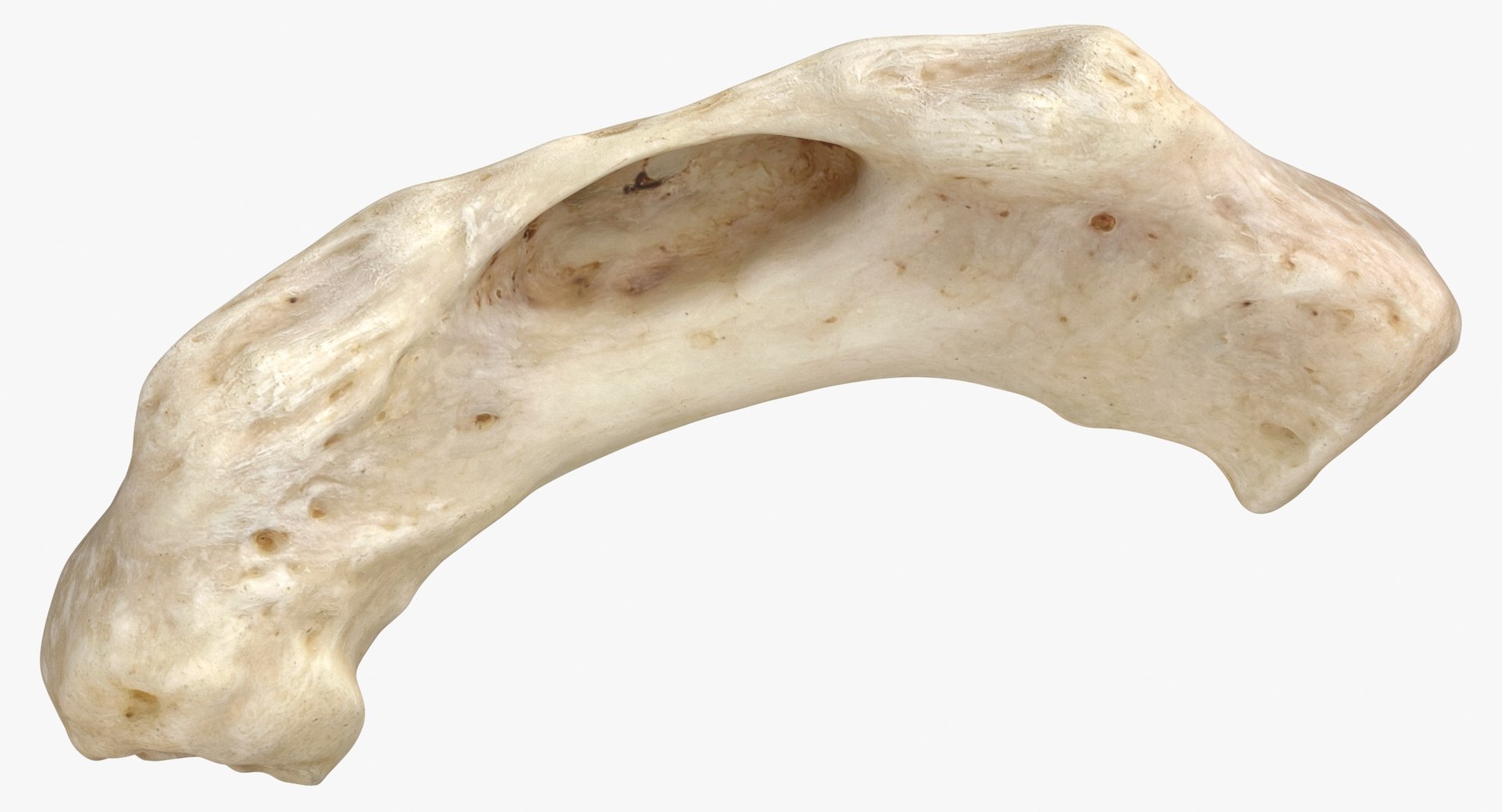 3D Domestic Dog Hyoid Apparatus Basihyoid Bone 01 Model - TurboSquid ...