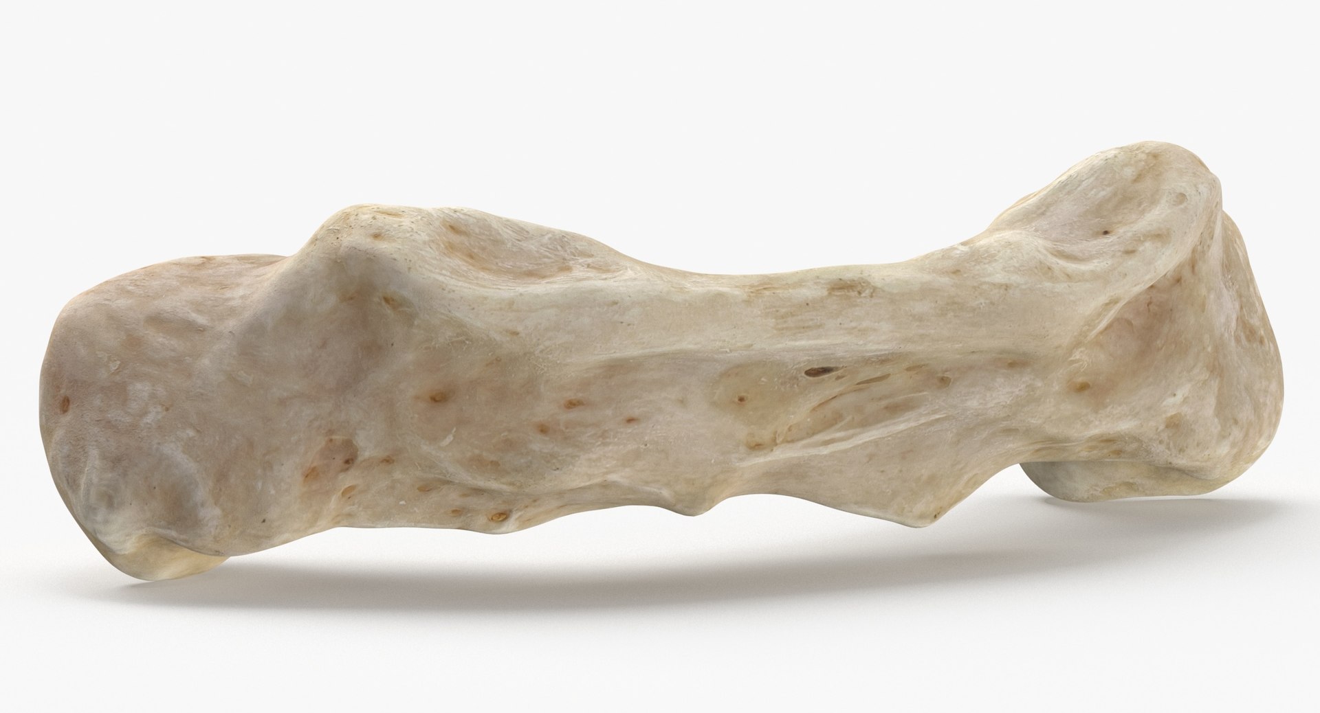 3D Domestic Dog Hyoid Apparatus Basihyoid Bone 01 Model - TurboSquid ...